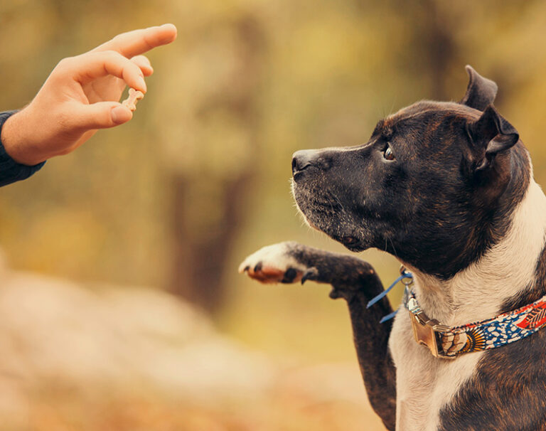 Advanced Training Classes – Positive Puppies