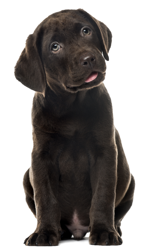 Positive Puppies – Sydney's leading dog and puppy training services